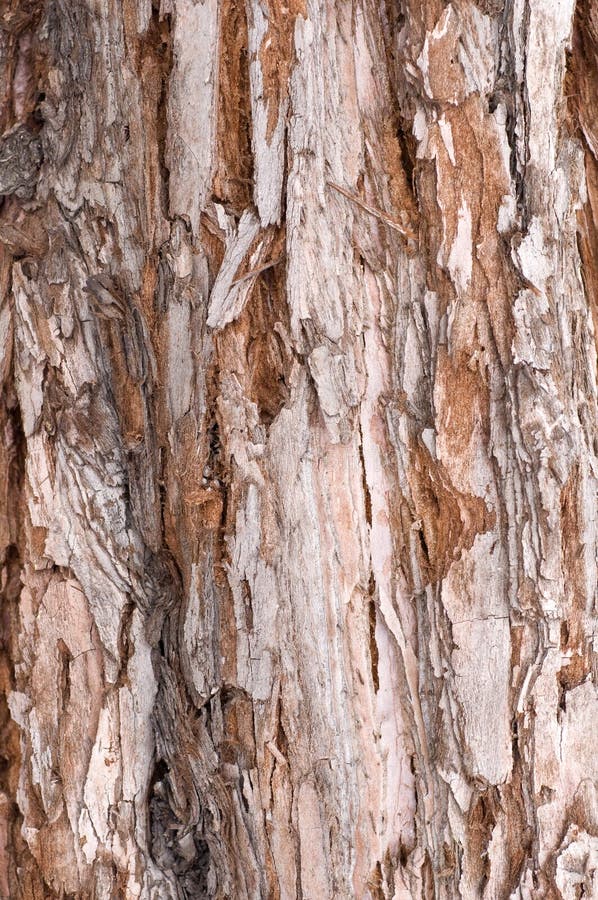 Tree texture stock photo. Image of trees, brown, wood - 12975132