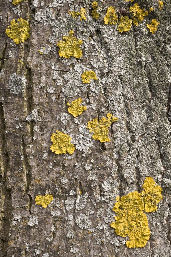 Tree texture stock image. Image of macro, texture, wood - 13287497