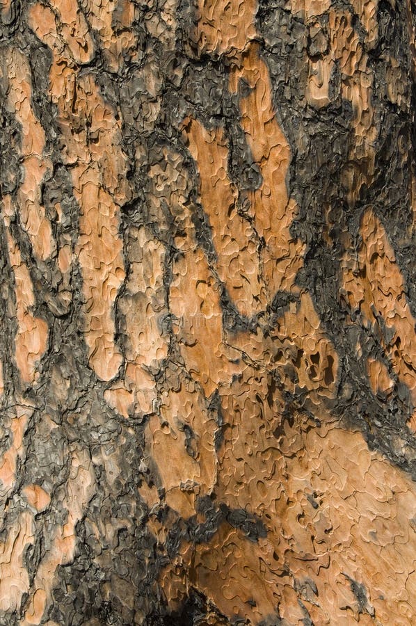 Tree texture stock photo. Image of wood, skin, sooty - 18506374