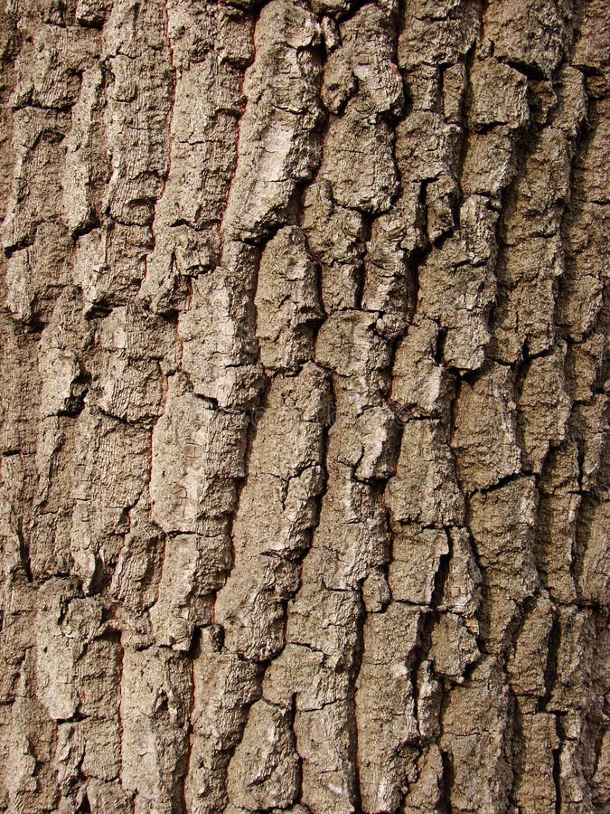 Oak tree texture stock photo. Image of layers, deciduous - 16221084