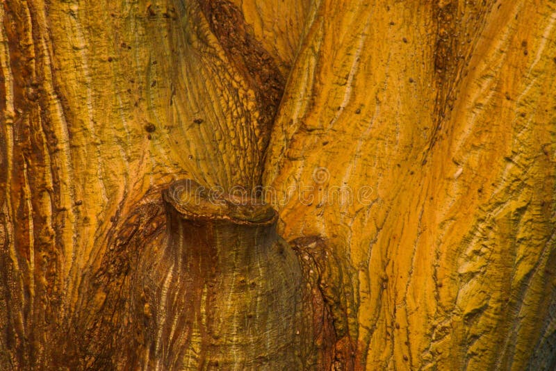 Tree texture stock image. Image of tree, light, cool, strange - 5023103