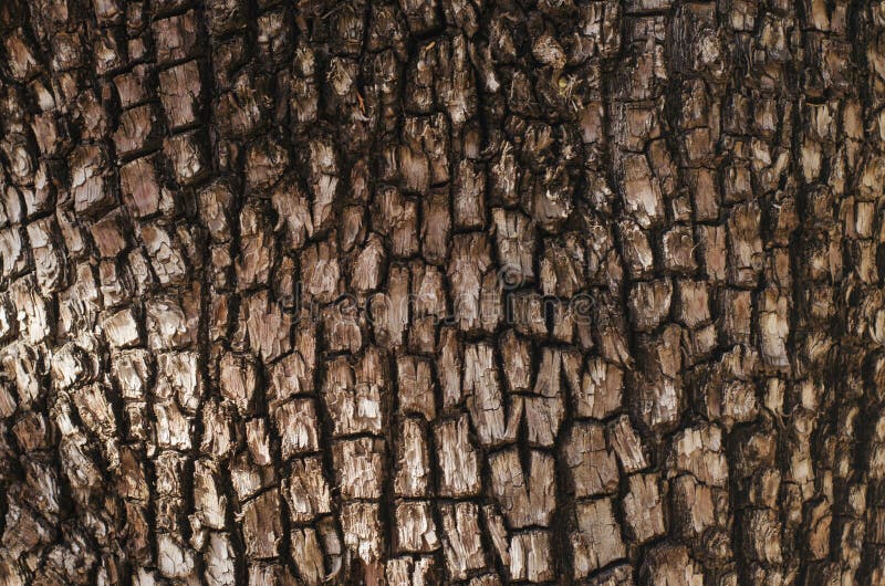 Tree texture stock photo. Image of rock, texture, shadows - 44853238