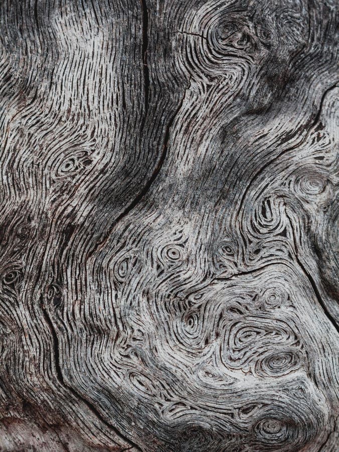 Tree texture stock image. Image of natural, design, swirl - 93474255