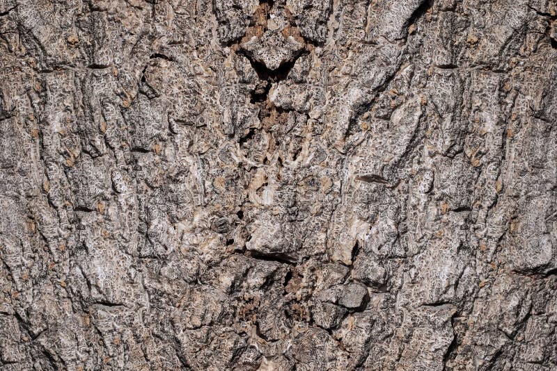 Tree Texture Abstract Background of Old Tree Trunks Starting To ...