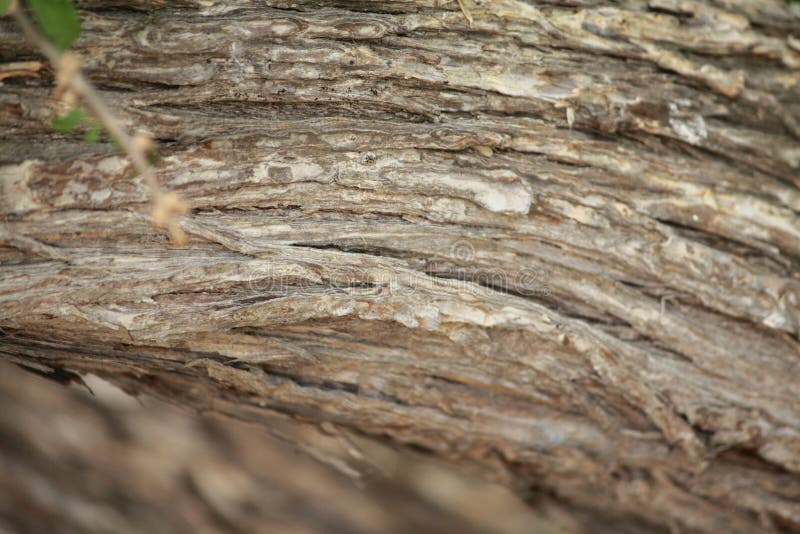 Tree texture stock photo. Image of tree, winter, fall - 84633898