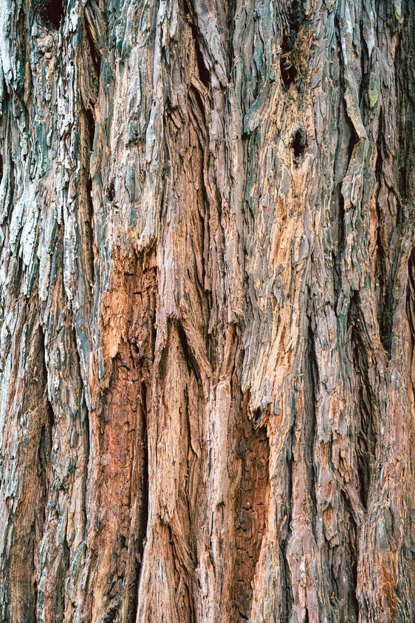 Tree texture background stock image. Image of lumber - 162291869