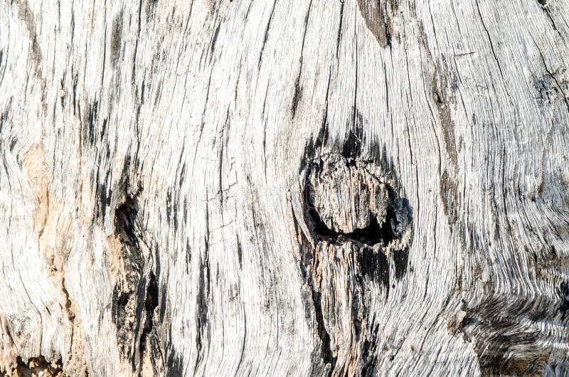 Tree texture background stock image. Image of bark, brown - 94552585