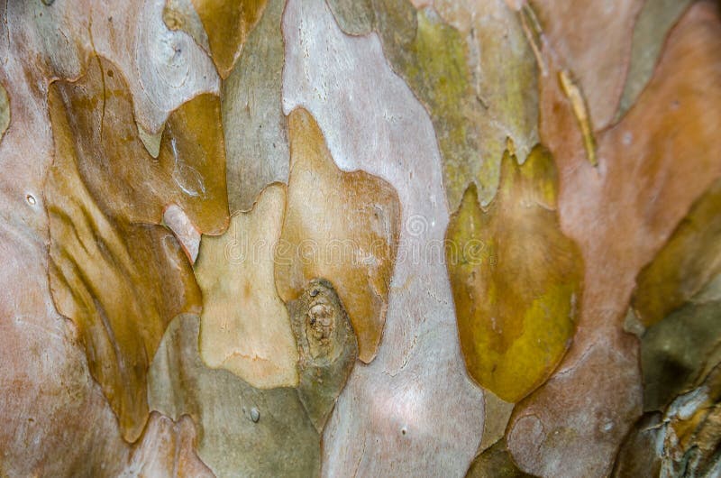 Tree texture background stock photo. Image of brown, macrophotography ...