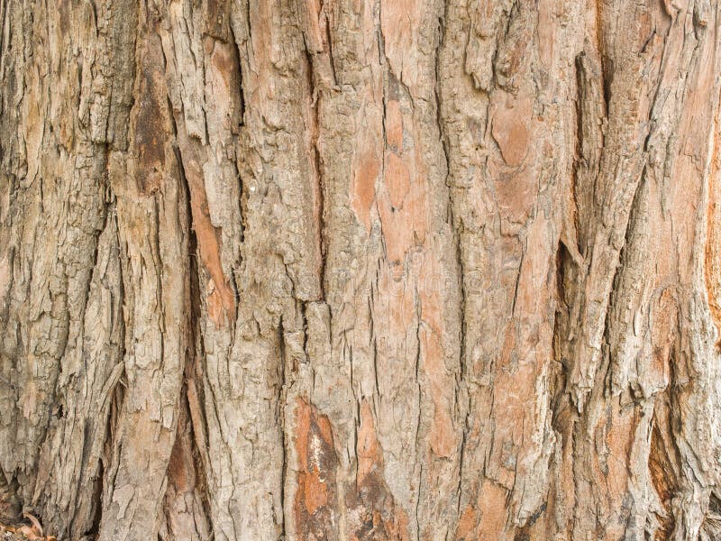 Tree texture background stock image. Image of lumber - 78513263