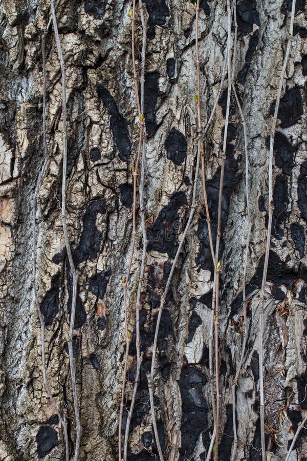 Tree texture background stock photo. Image of surface - 186640584