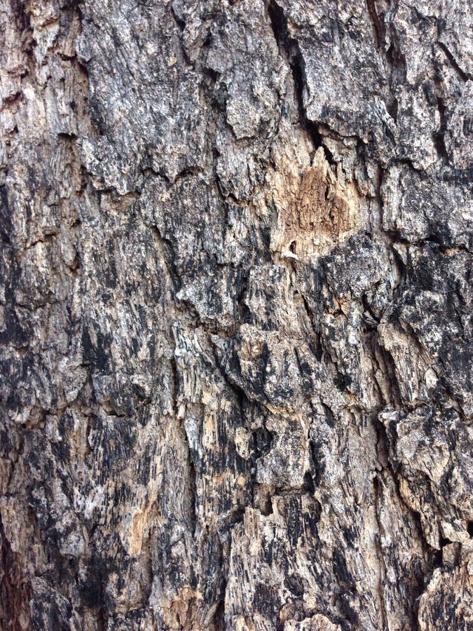 Tree texture stock photo. Image of tree, style, background - 59947916