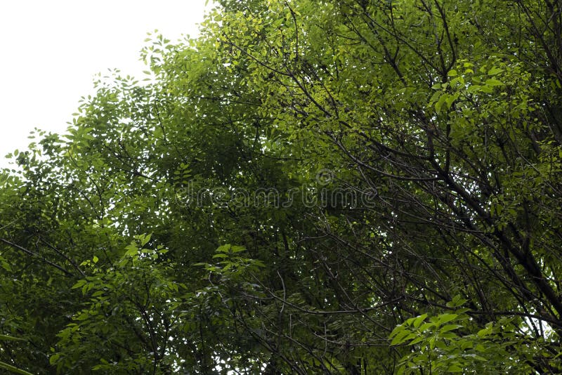 Tree texture from below stock photo. Image of canopy - 207894334