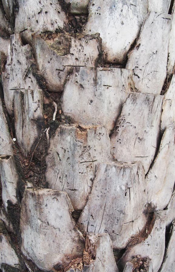 Tree texture stock photo. Image of surface, rustic, material - 43926364