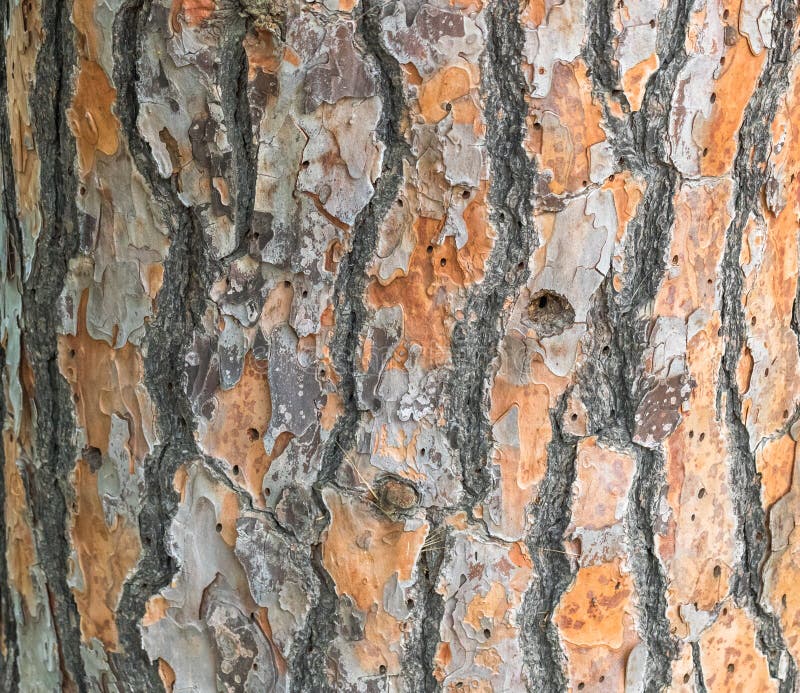 Tree texture stock image. Image of plant, surface, protection - 93818307