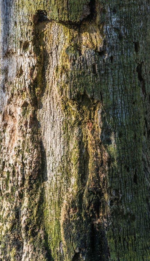 Tree Texture stock image. Image of plant, bark, weathered - 94879035