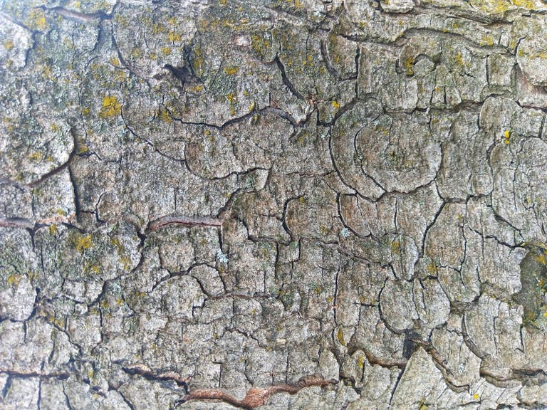 Tree Texture Close Up. Background Nature. Nature Relief. Nature Texture ...