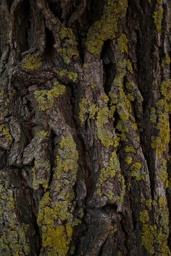 Trees Texture Covered with Moss Stock Image - Image of natural, bark ...