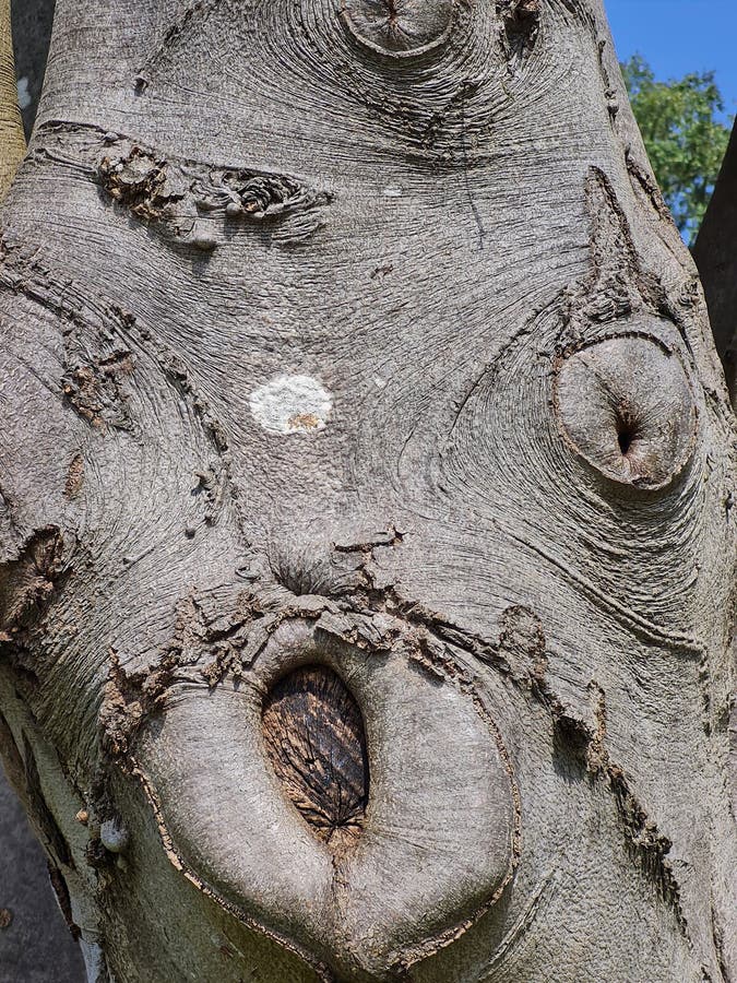 Tree Texture with Beautiful Detail Stock Image - Image of wood, temple ...
