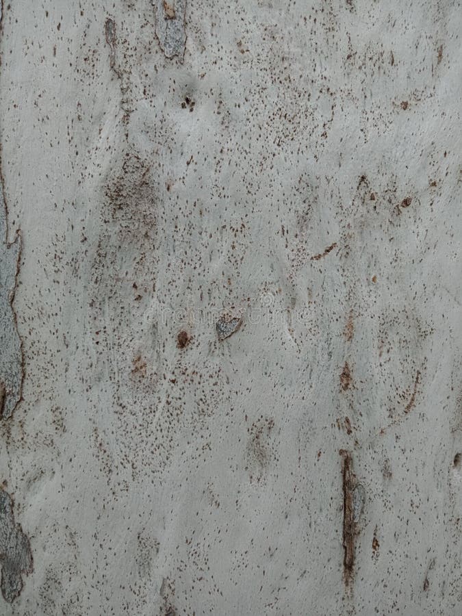 Tree Texture in the Forest, Textured Background Wallpaper. Stock Photo ...