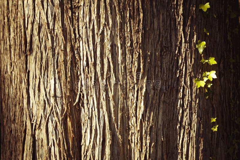 Tree texture stock photo. Image of trunk, rough, textured - 71393820