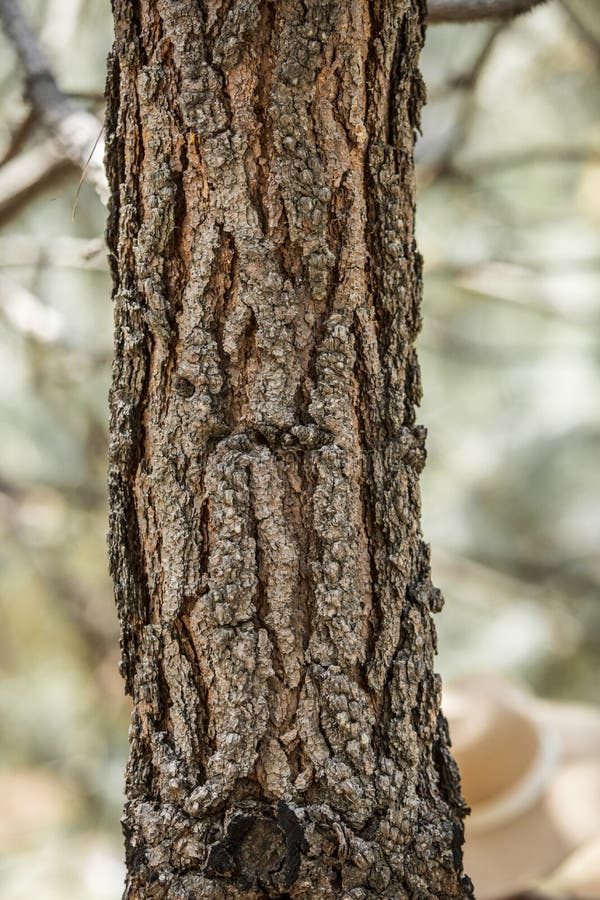 Tree texture stock photo. Image of board, protection - 99707684