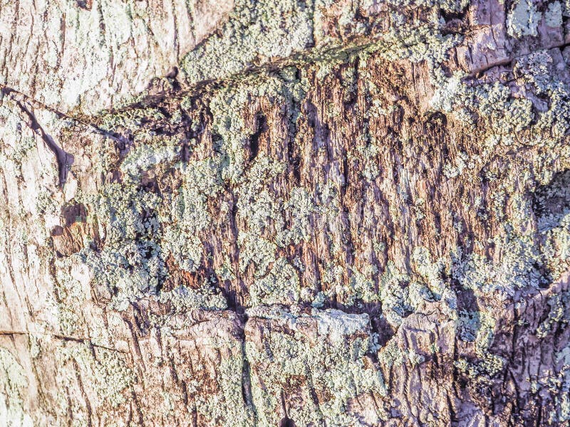 Tree Texture with Mold and Mildew Stock Photo - Image of trunk, nature ...