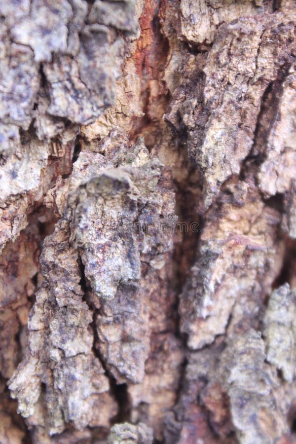 Tree Texture from Nature Forest Stock Photo - Image of branch, wood ...