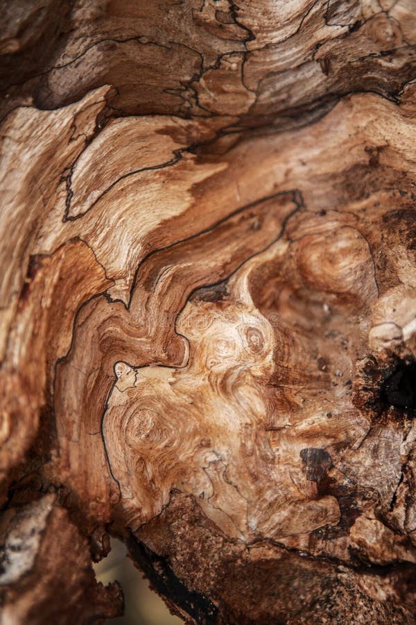 Tree texture stock photo. Image of nature, grunge, rough - 36349284