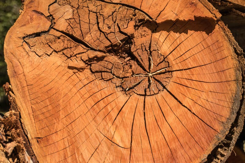 284 Tree Cuted Stock Photos - Free & Royalty-Free Stock Photos from ...