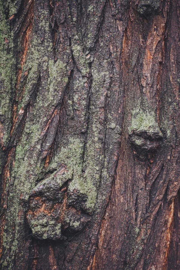 Tree Texture. Old Wood Texture for Background. Relief Creative Texture ...