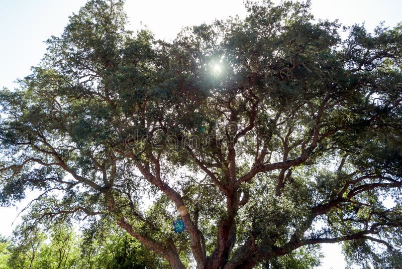 Tree texture stock photo. Image of country, shine, leaves - 71319874