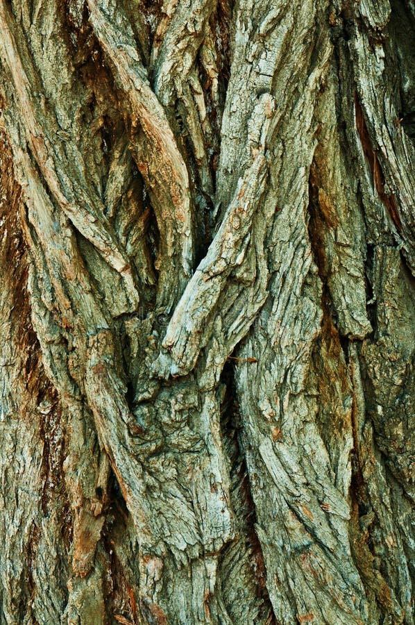 Tree surface texture stock photo. Image of closeup, decay - 158284560