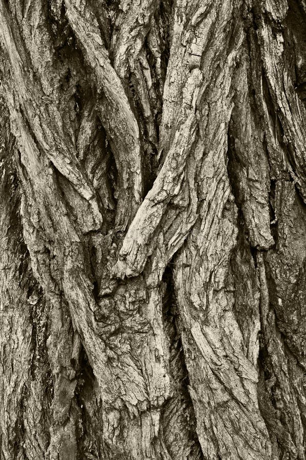 Tree texture stock image. Image of lumber, pattern, line - 37269367