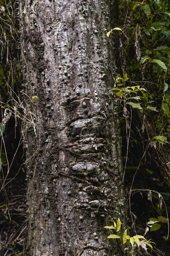 Tree texture with thorns stock image. Image of organic - 122394019