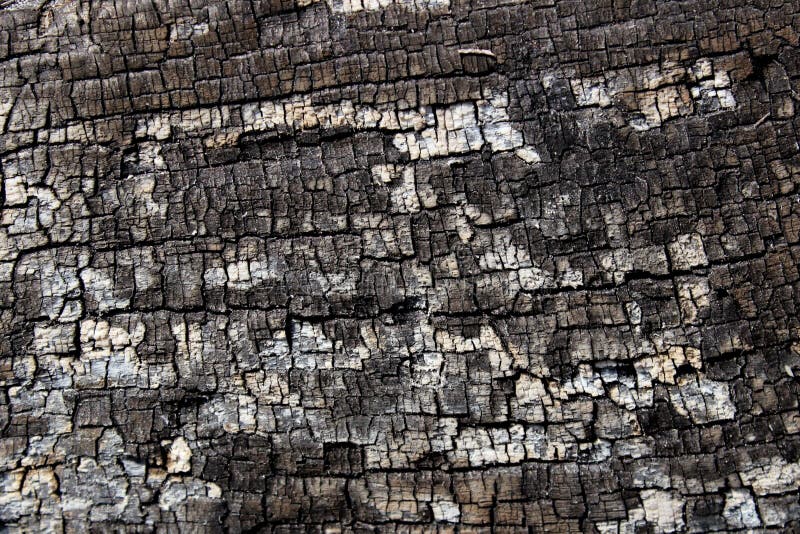 Tree Texture. Tree Background. Crack Tree Texture Stock Photo - Image ...