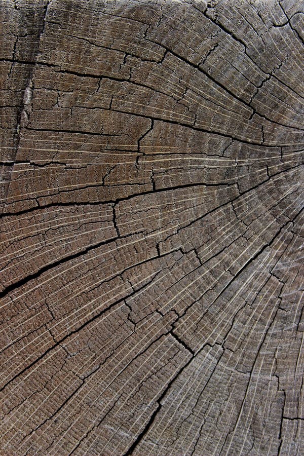 Tree Texture. Tree Background. Crack Tree Texture Stock Image - Image ...