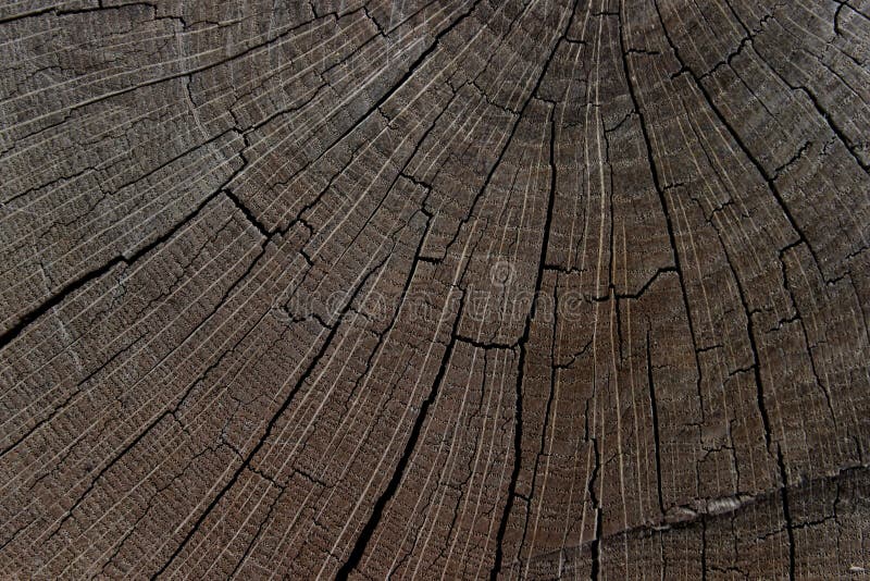 Tree Texture. Tree Background. Crack Tree Texture. Stock Image - Image ...