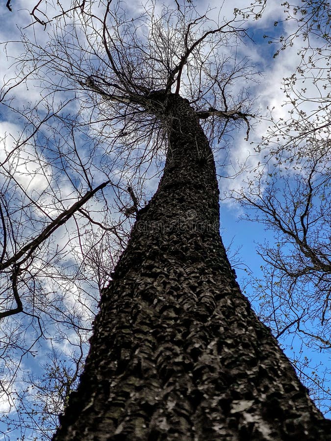 Tree with Textured Bark and Branches Reaching Towards the Sky Under ...