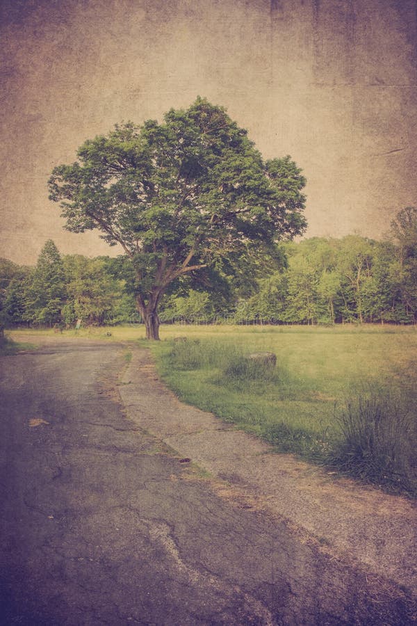 Tree Textured stock image. Image of trees, retro, grunge - 72269039
