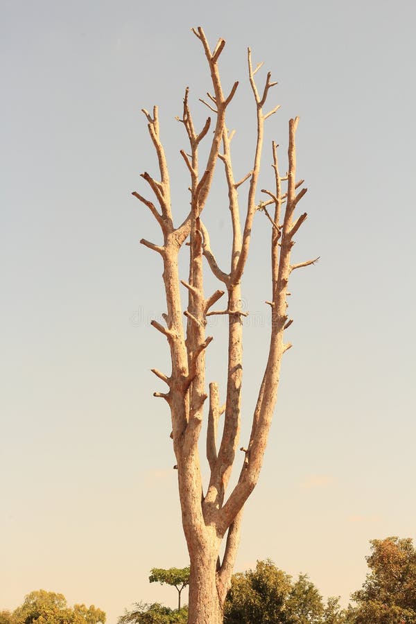 Standingtimber Stock Photos - Free & Royalty-Free Stock Photos from ...