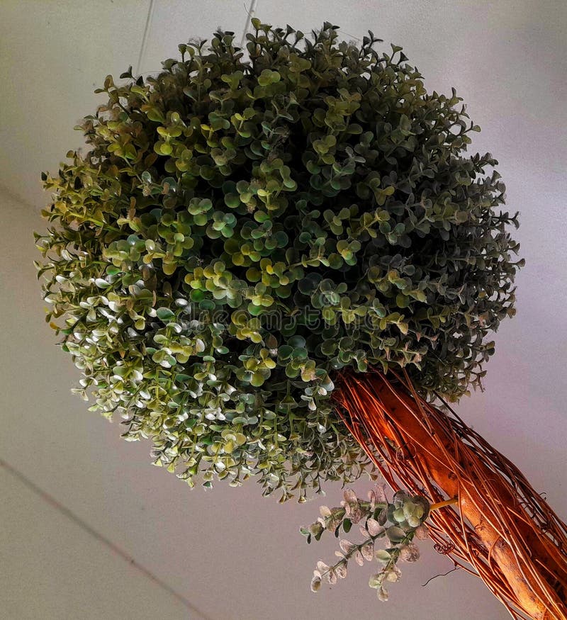 A Tree Thats Look Like a Globe Stock Photo - Image of look, tree: 243280052