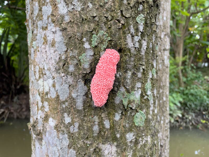 On the Tree, There are Shellfish Eggs. Stock Image - Image of wood ...