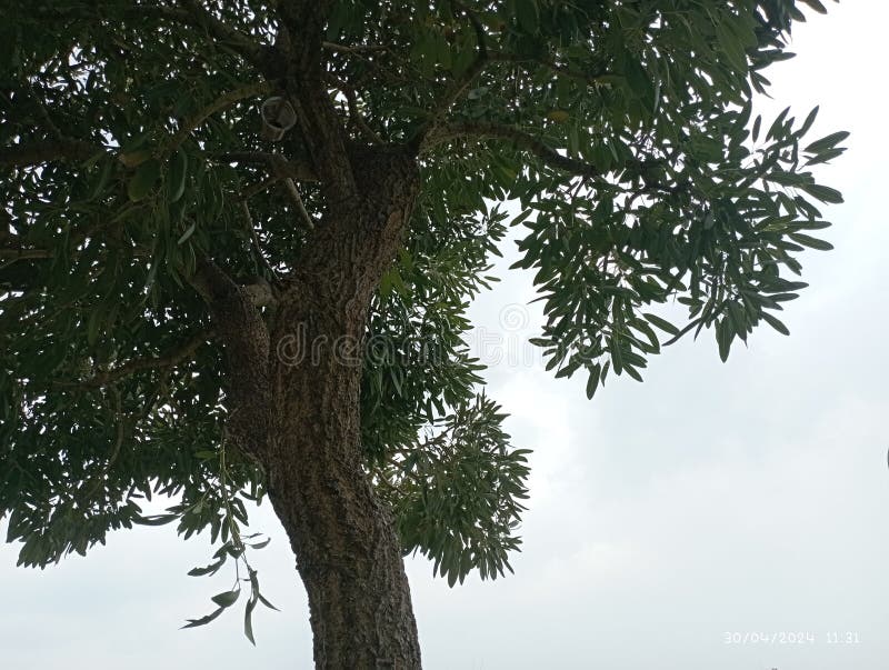 A tree with thick leaves stock image. Image of tree - 316490933