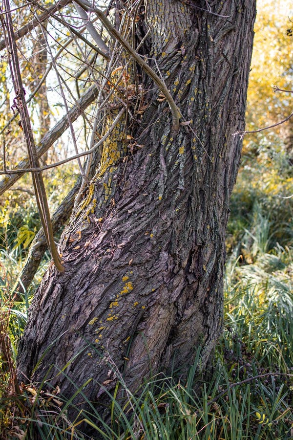 Tree with Thick, Sinuous Bark Stock Photo - Image of outdoors, grooves ...