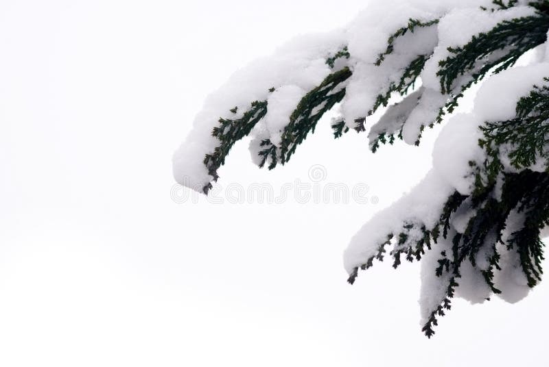 Tree with thick snow layer stock image. Image of film - 17494443