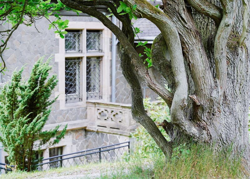 A Tree with a Thick Trunk and the Castle Behind it Stock Photo - Image ...