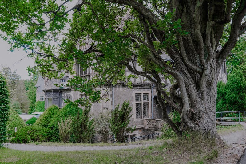 A Tree with a Thick Trunk and the Castle Behind it Stock Photo - Image ...
