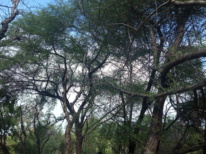 Thorn tree stock photo. Image of thin, jungle, sunlight - 223665398