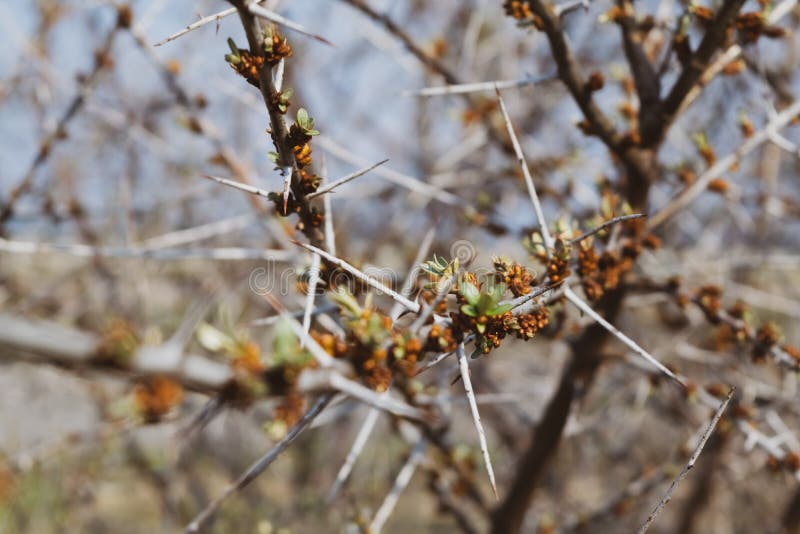 Thorns on a Branch, Close-up. Buds. Plants and Trees Stock Image ...