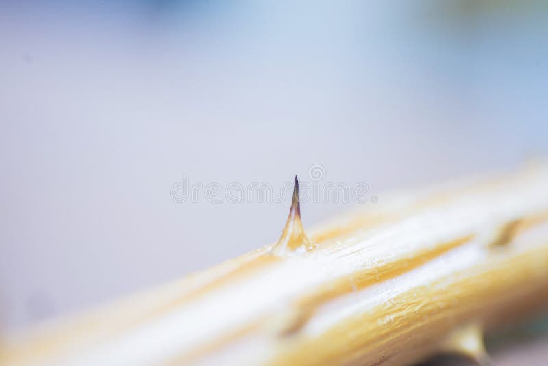 Tree Thorns are Sharp and Poisonous in Nature Stock Photo - Image of ...